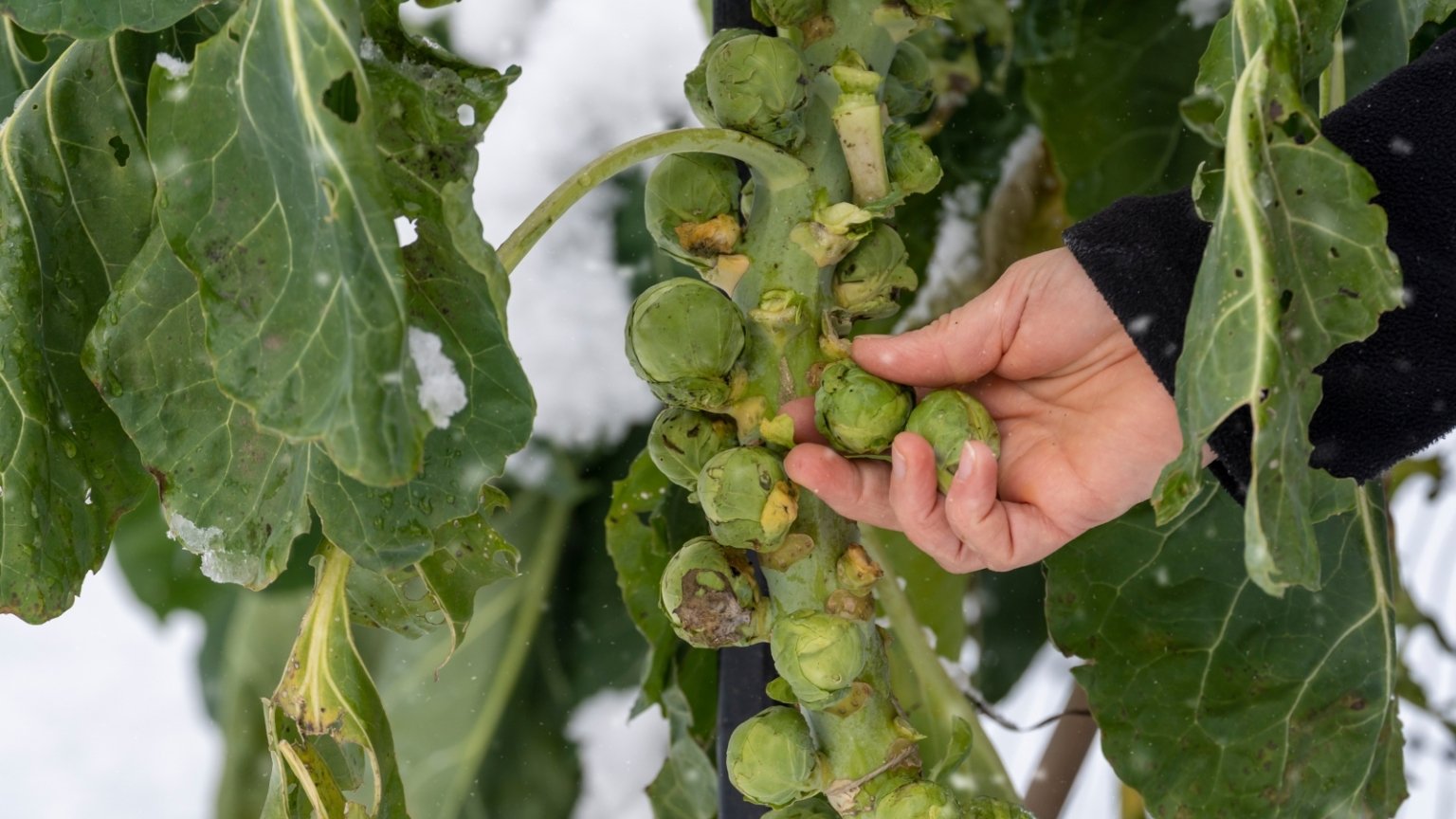How to Grow Brussels Sprouts in Raised Beds