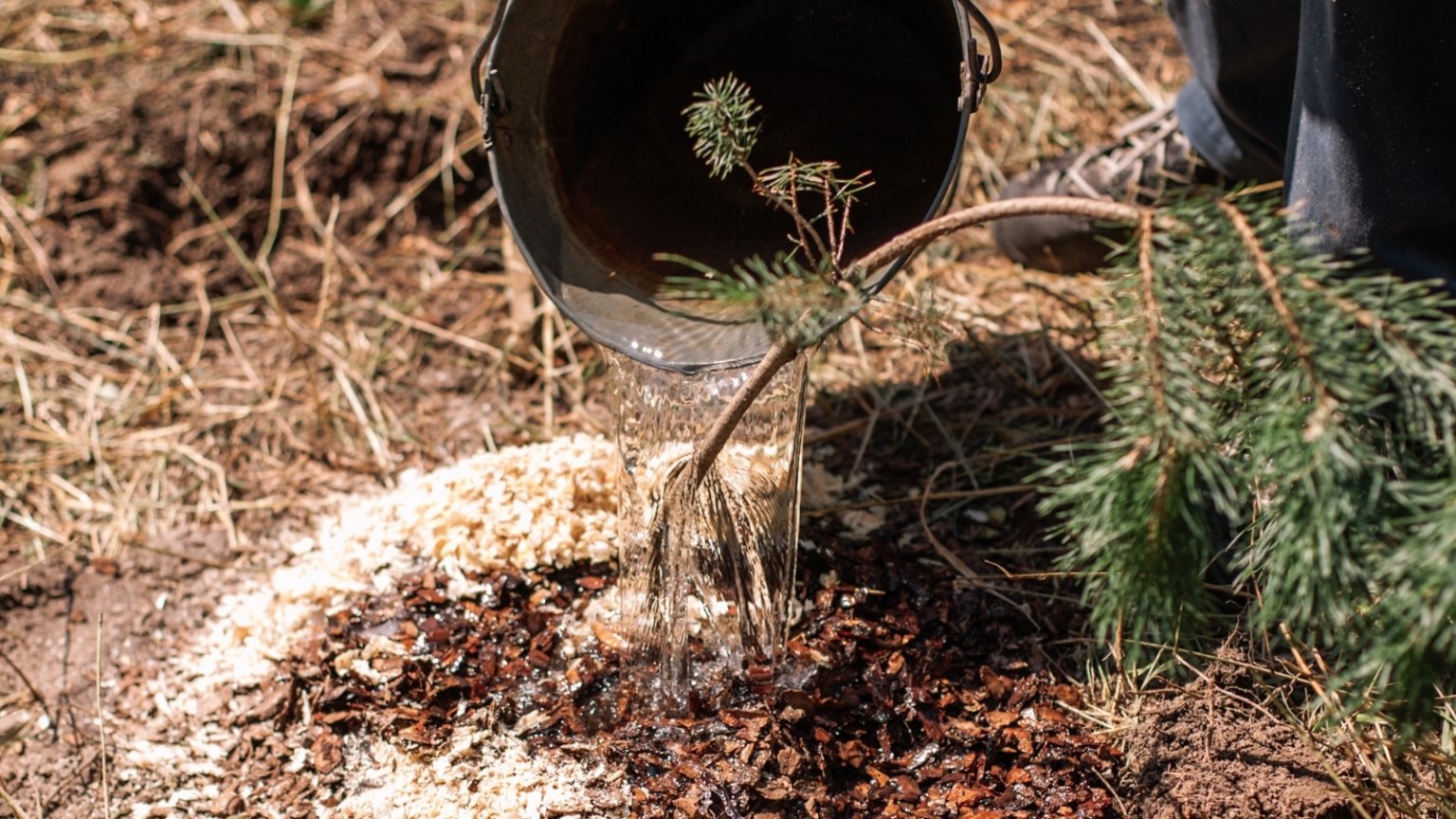 Pine Tree Growth Rates: How Fast do Pine Trees Grow?
