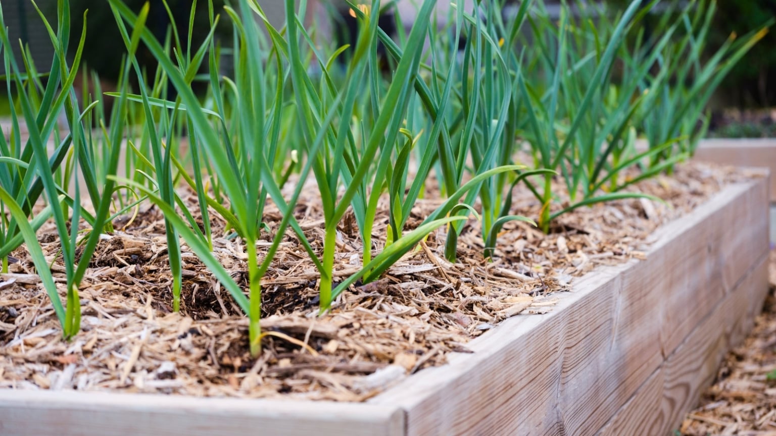 21 Best Vegetables to Grow in Raised Beds