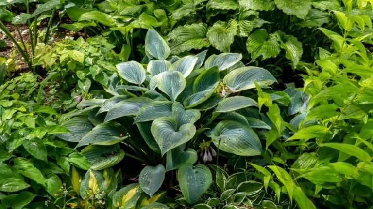 21 Giant Hostas for Your Shade Garden