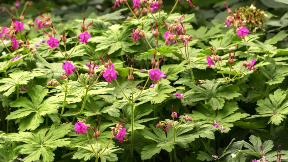 25 Best Plants For Dry Shade Gardens