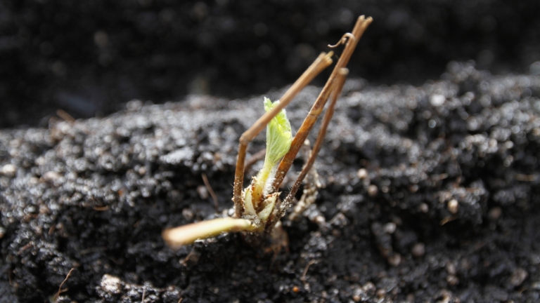 Bare-root Strawberries vs. Plugs: Which is Better?