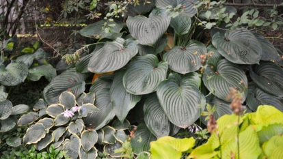 How to Plant, Grow, and Care for 'Empress Wu' hosta