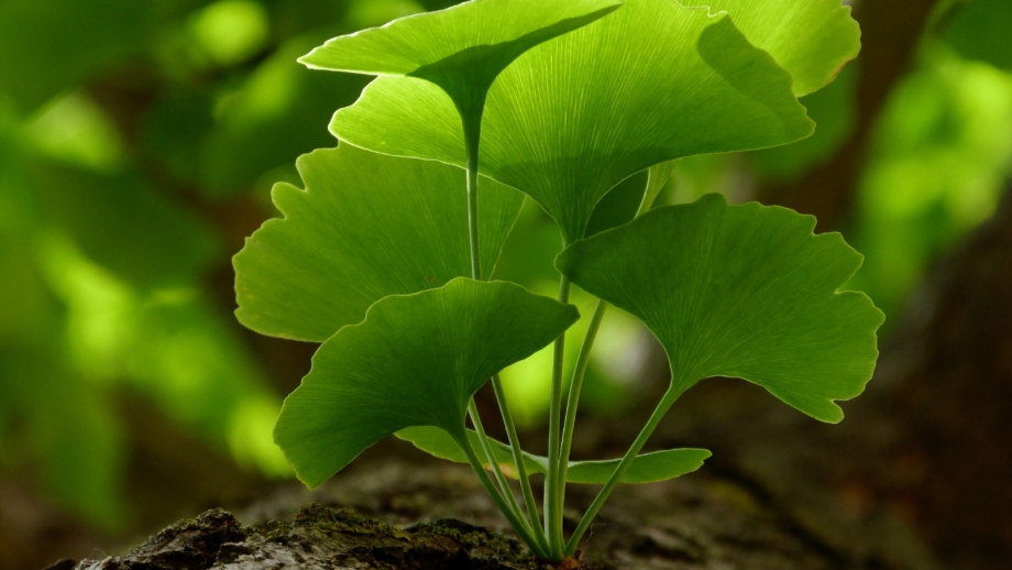 How to Plant, Grow, and Care For Gingko Trees