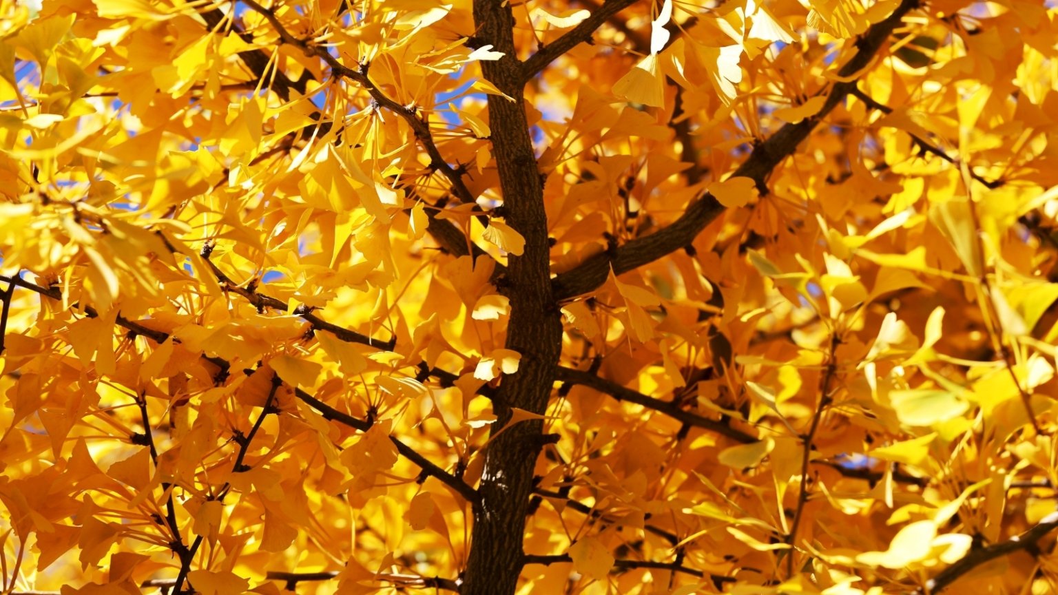 How to Plant, Grow, and Care For Gingko Trees