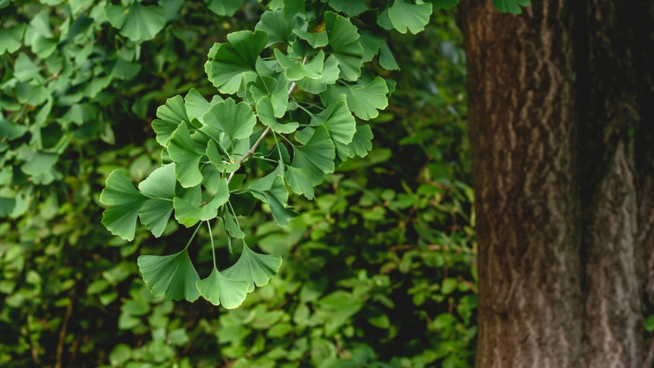 How to Plant, Grow, and Care For Gingko Trees