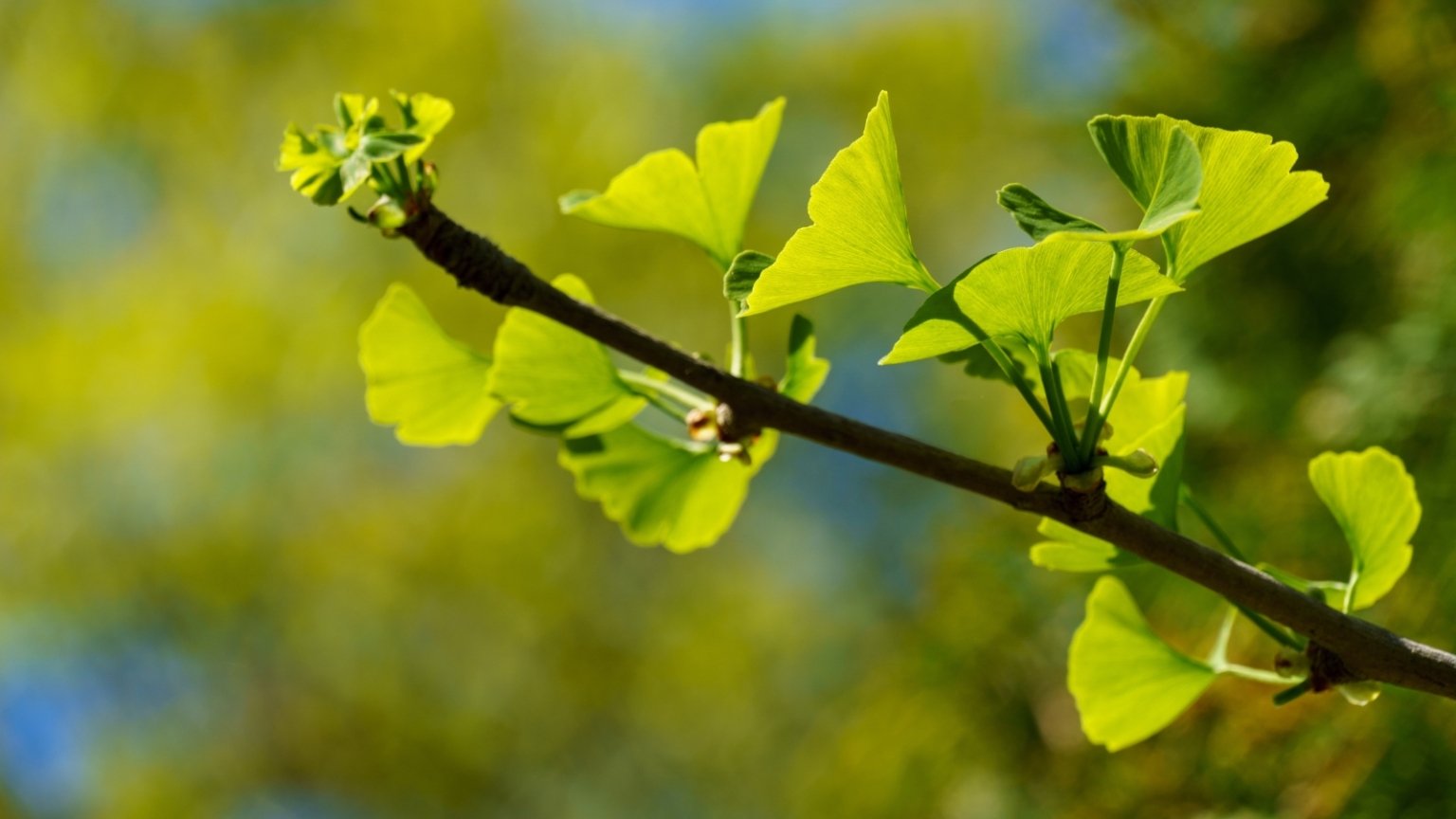How to Plant, Grow, and Care For Gingko Trees