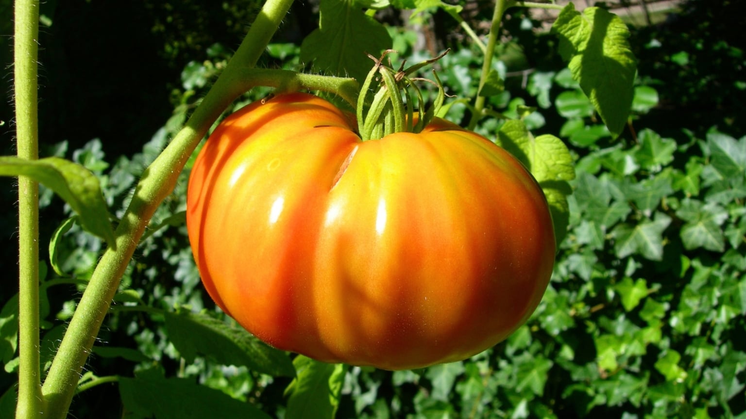 17 Shade-Friendly Tomato Varieties For Gardens With Less Sun