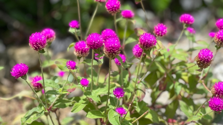 21 Flowers to Plant in June