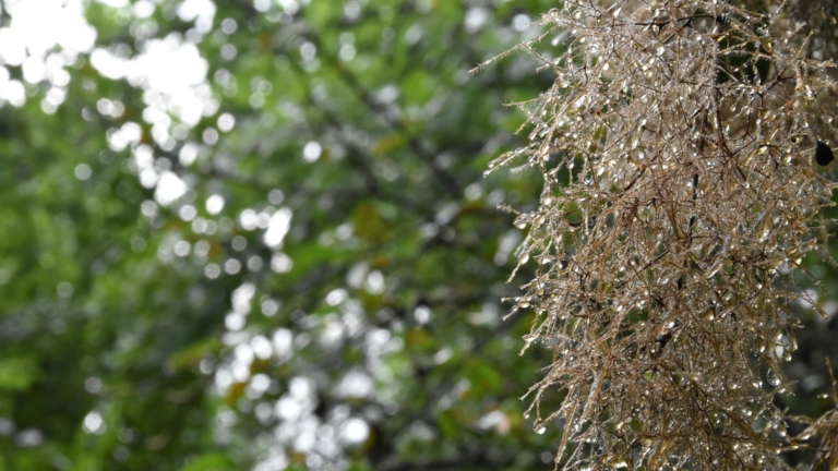 How to Plant, Grow, and Care for Smoke Trees
