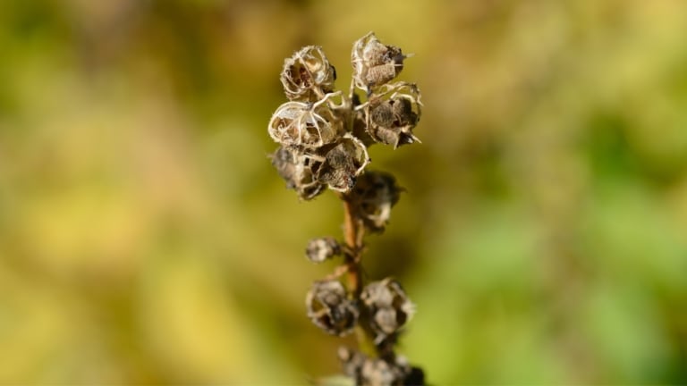 How to Plant, Grow, and Care For Cardinal Flower
