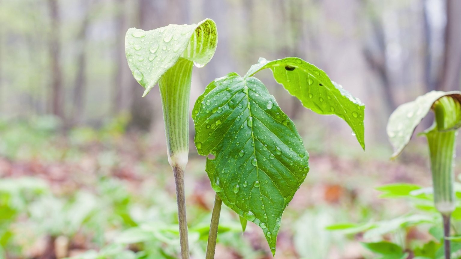 How to Plant, Grow, and Care For Jack-in-the-Pulpit