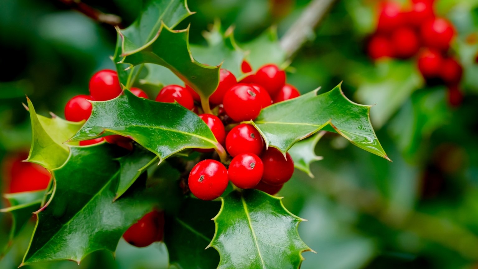 16 Pretty Garden Shrubs with Red Berries