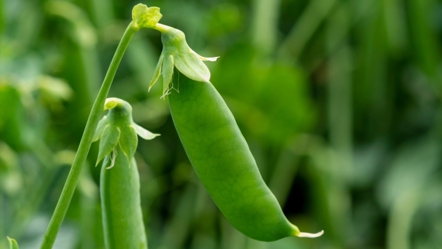 5 Reasons to Plant a Second Round of Peas in July