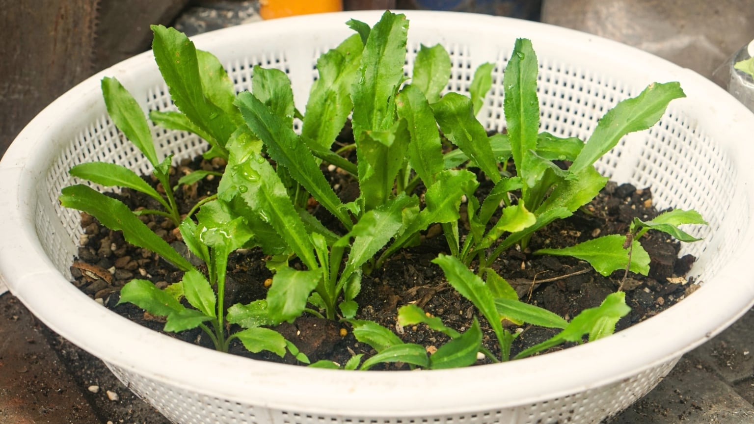 21 Heat-Tolerant Herbs For Hot Climates