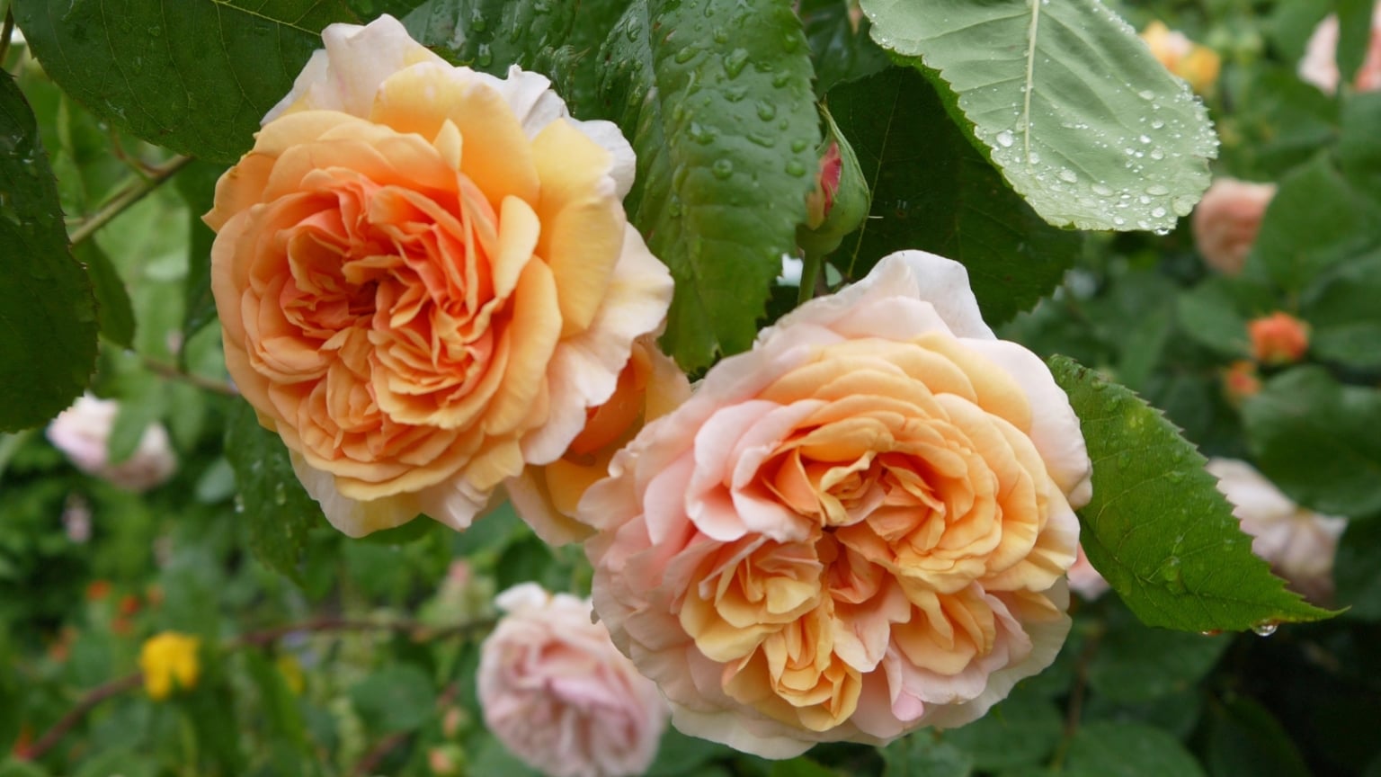 20 Most Beautiful Grandiflora Roses for Your Home Garden
