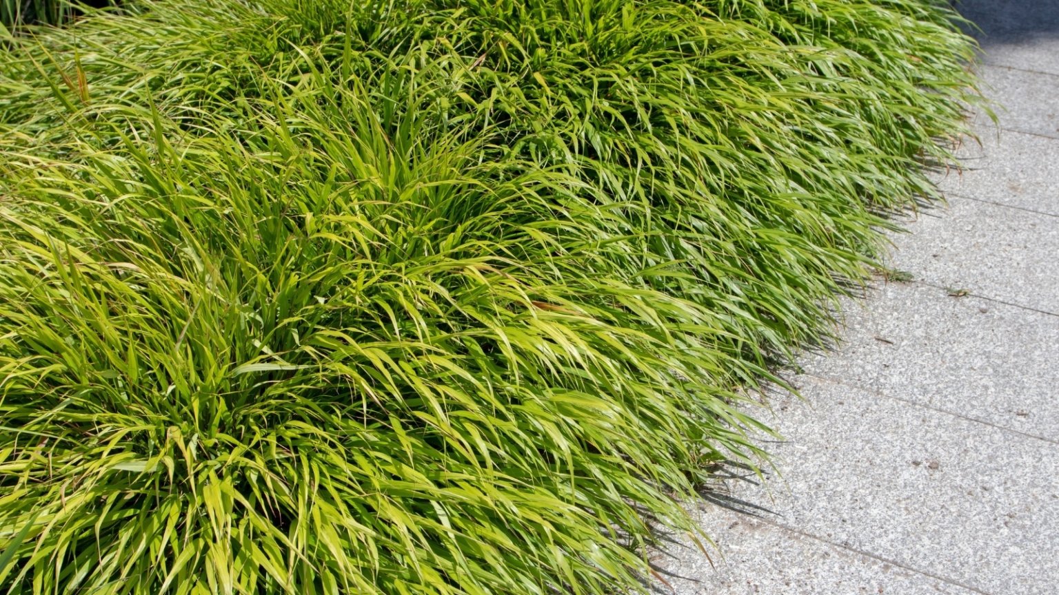 25 Best Plants For Dry Shade Gardens