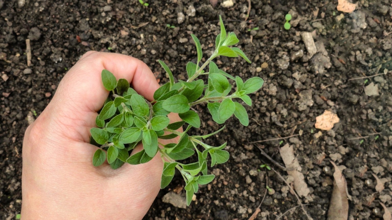 How to Plant, Grow, and Care for ‘Kirigami’ Ornamental Oregano