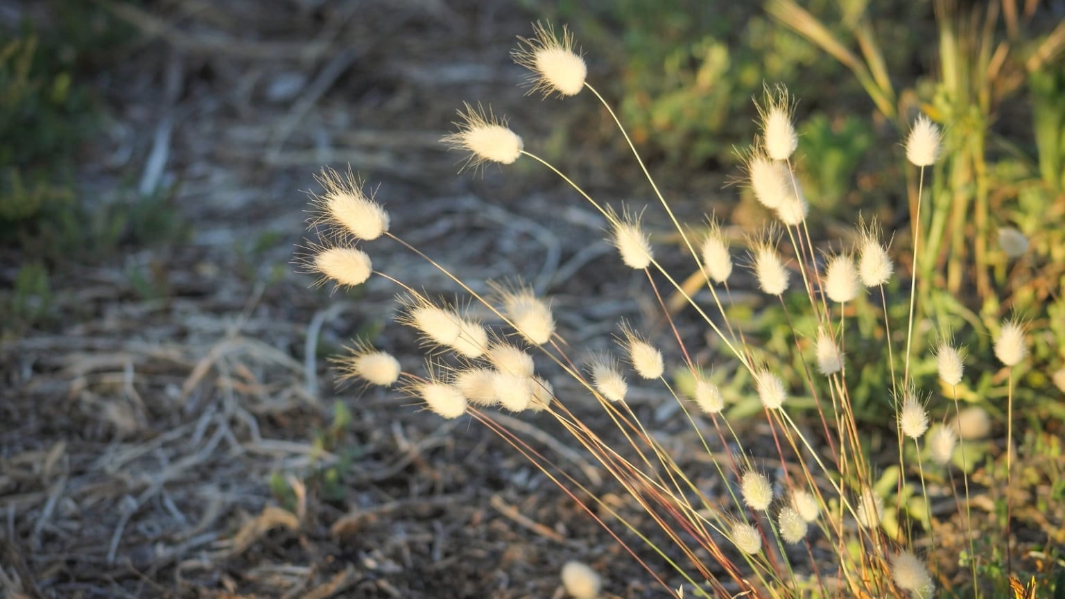 How to Plant, Grow, and Care for 'Bunny Tails' Grass