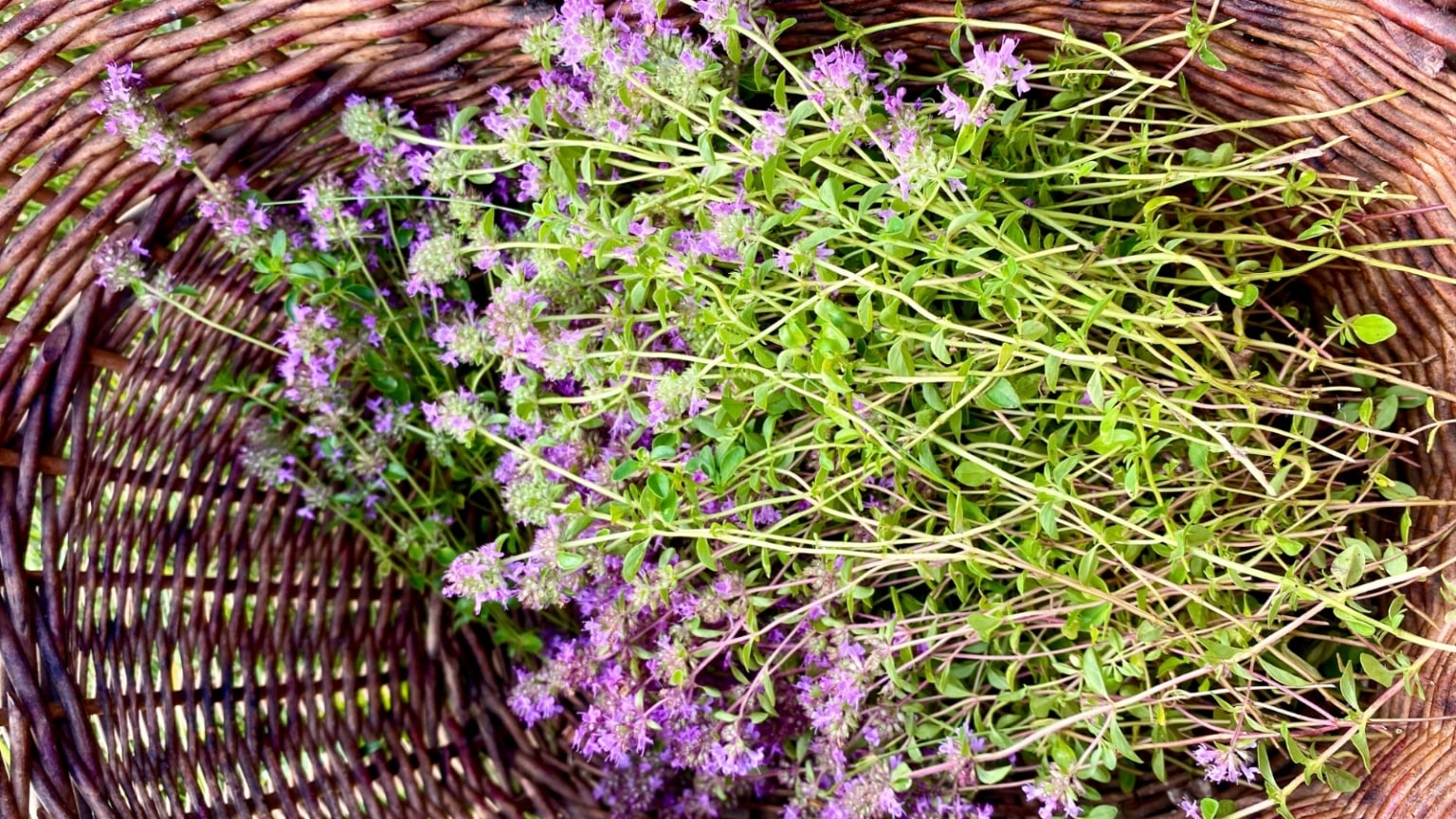 How to Plant, Grow, and Care for English Thyme