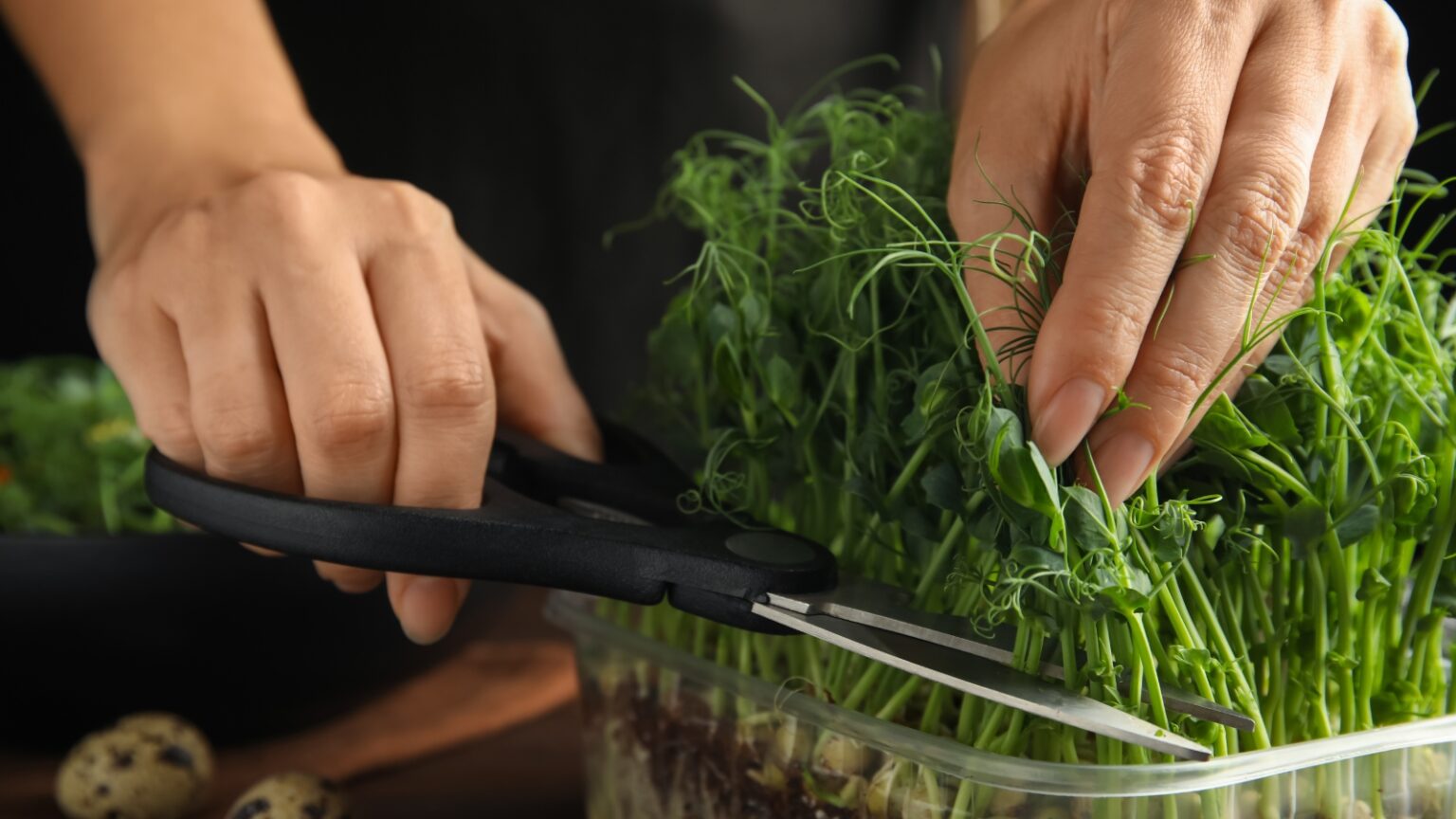 How to Grow Microgreens Without Soil