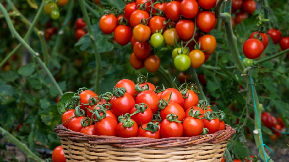 Avoid These 9 Tomato-Growing Myths
