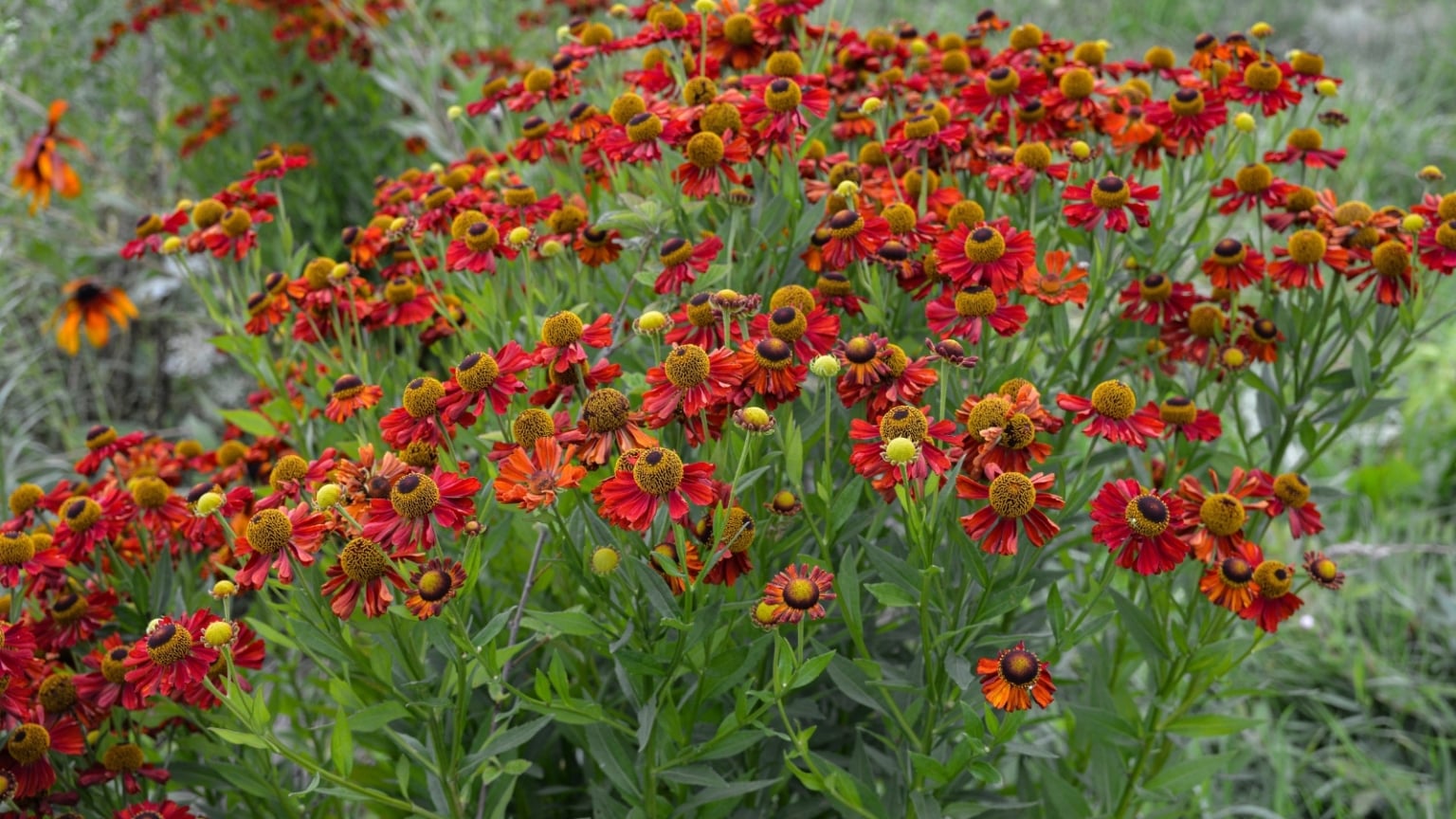 21 Flowers to Plant in June