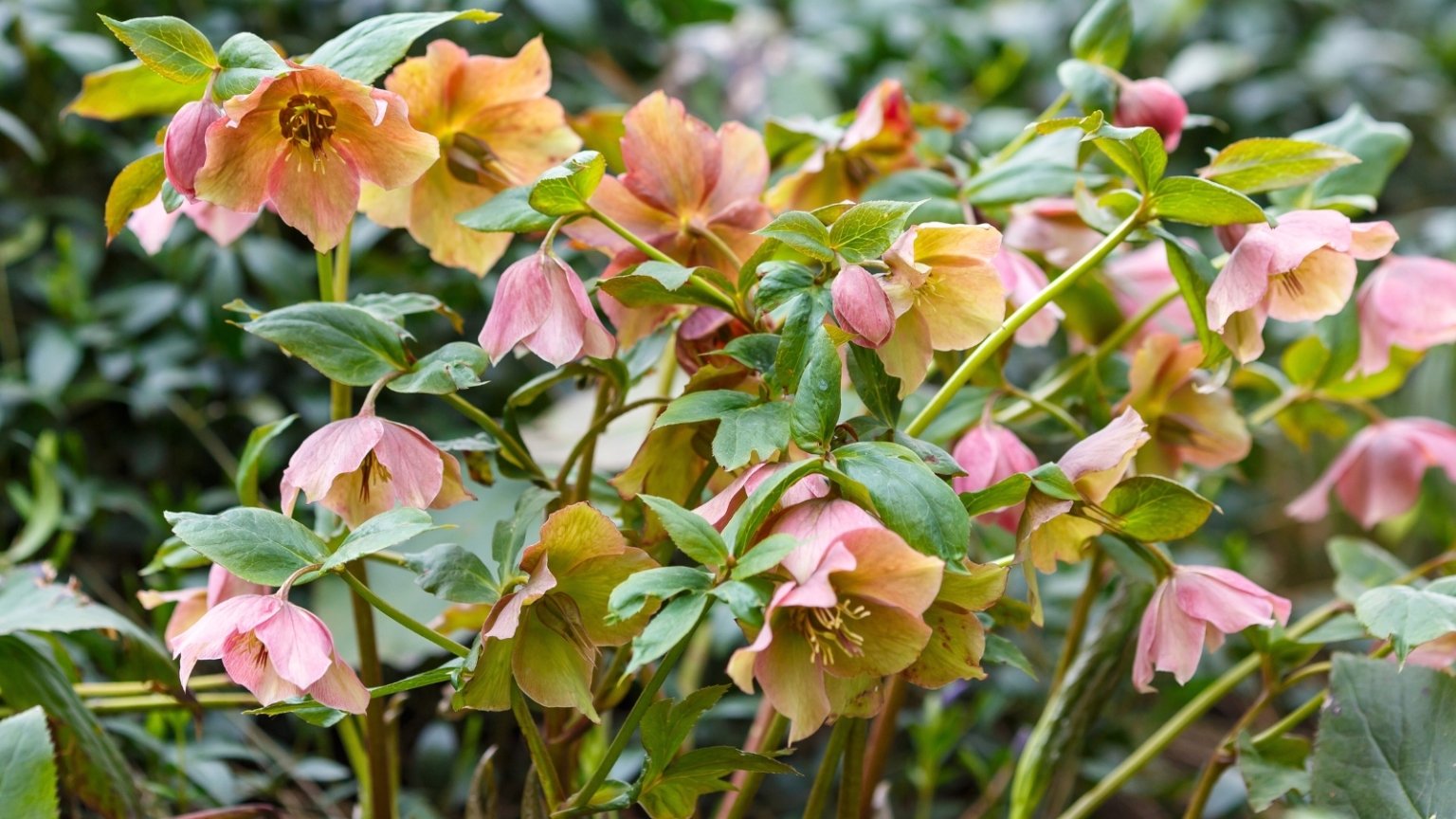 25 Best Plants For Dry Shade Gardens