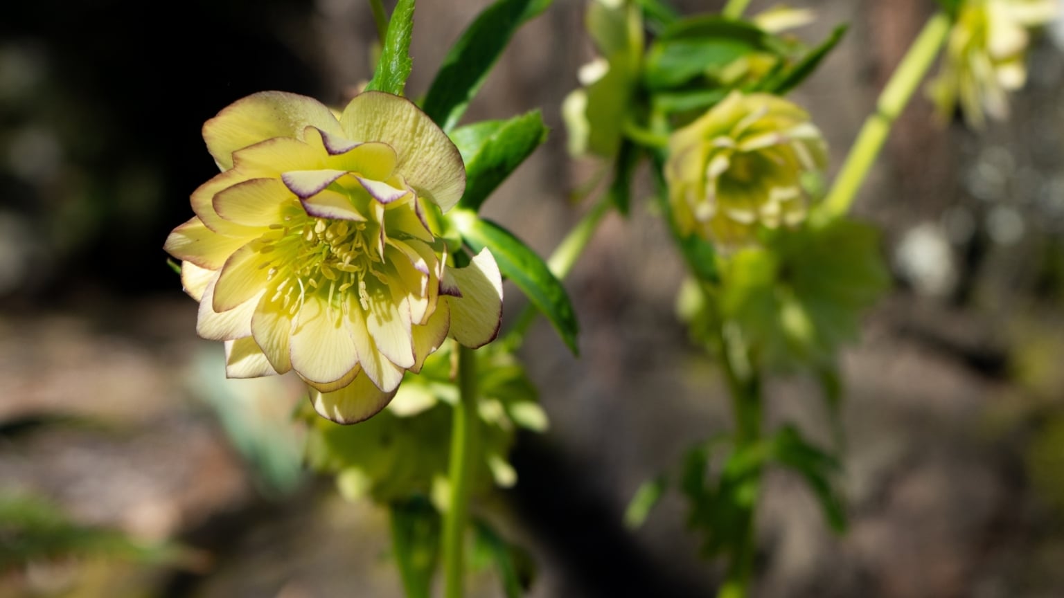 13 Beautiful Perennials for Pacific Northwest Gardens