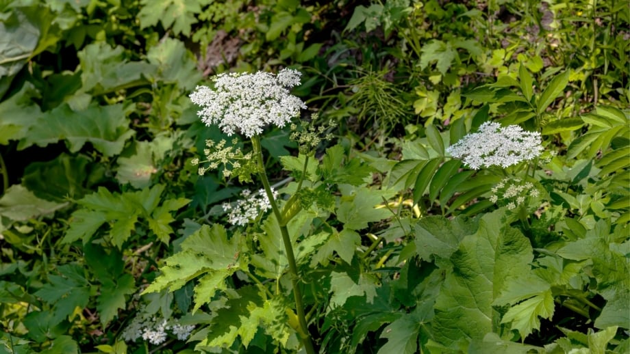 21 Wildflowers Native to Washington State