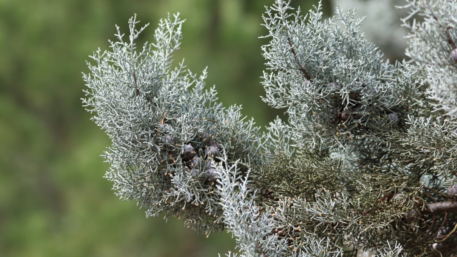 25 Types of Conifers for Home Landscapes