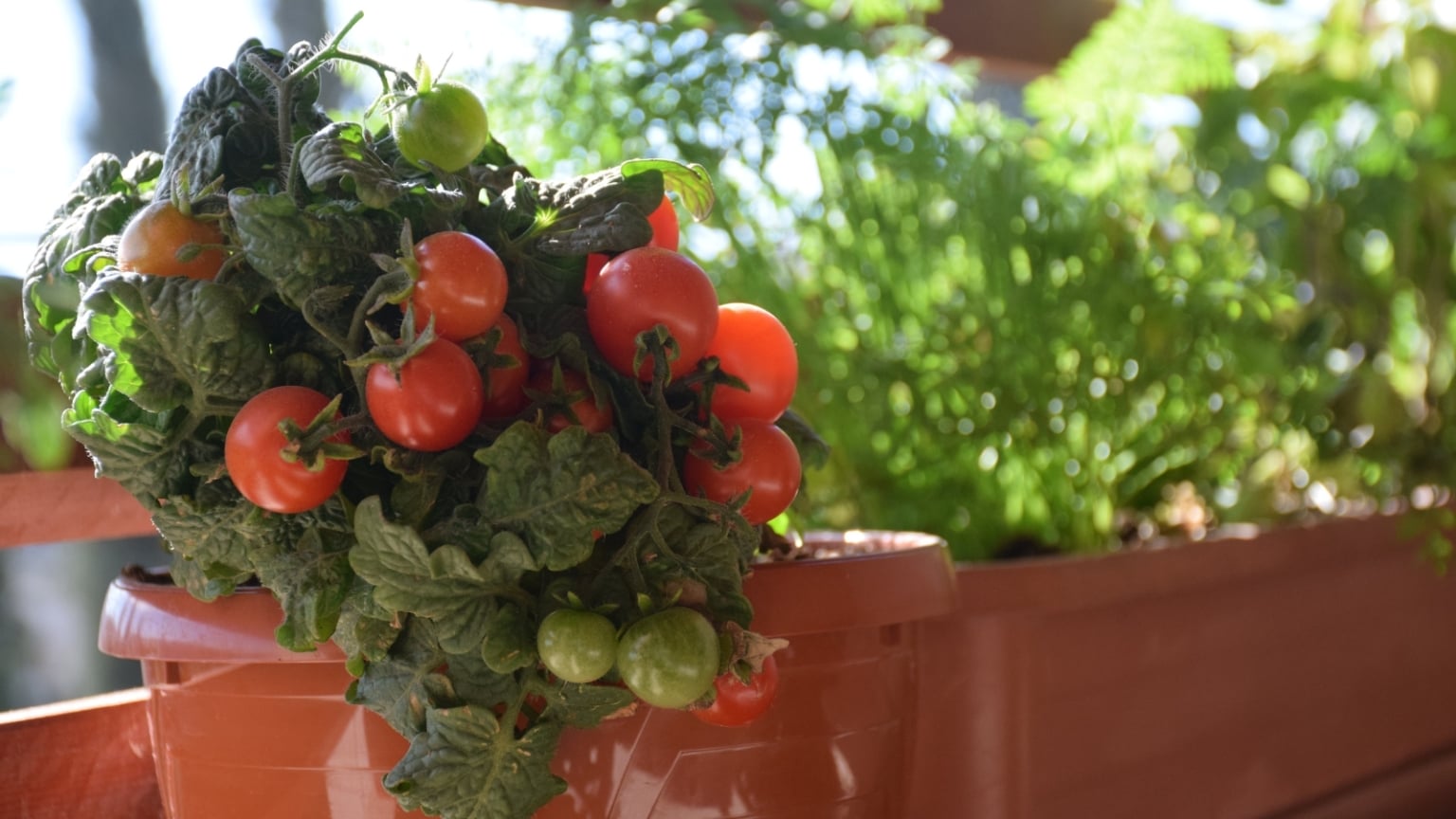 13 Best Tomato Varieties to Grow in Pots and Containers