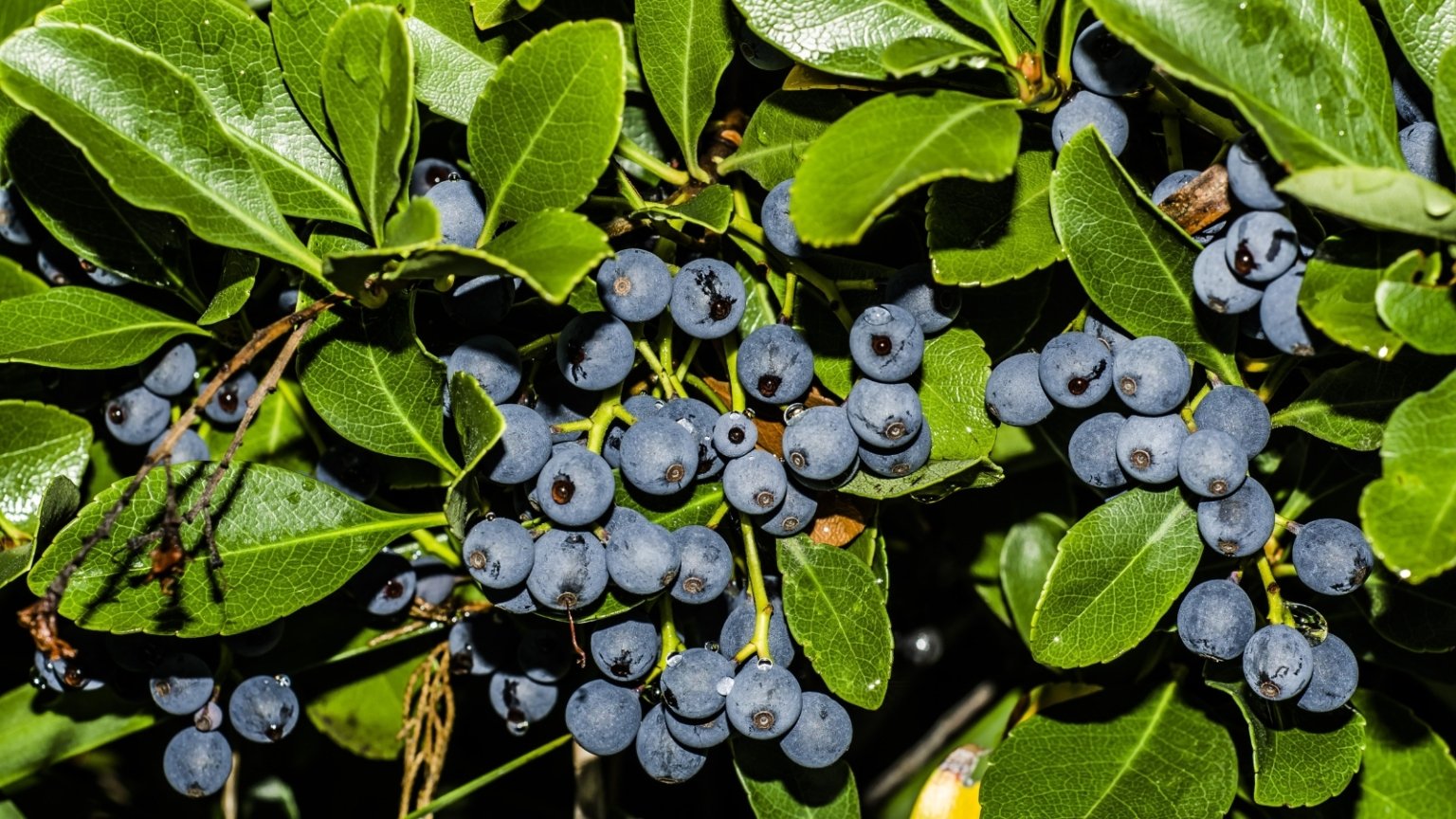 17 Best North American Native Shrubs For Your Garden
