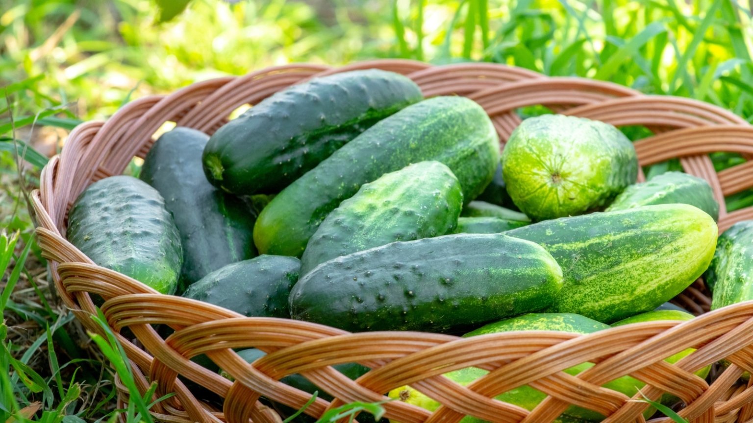 8 Disease-Resistant Cucumber Varieties for Home Gardeners
