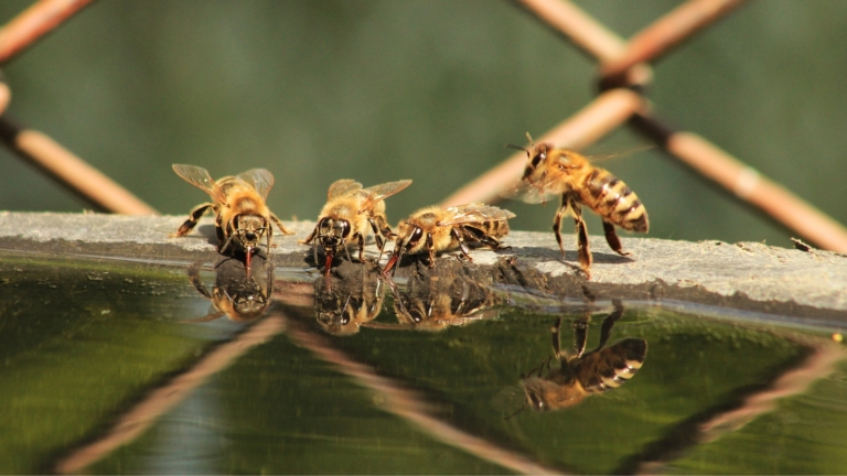 How to Grow a Pollinator Garden in Raised Beds