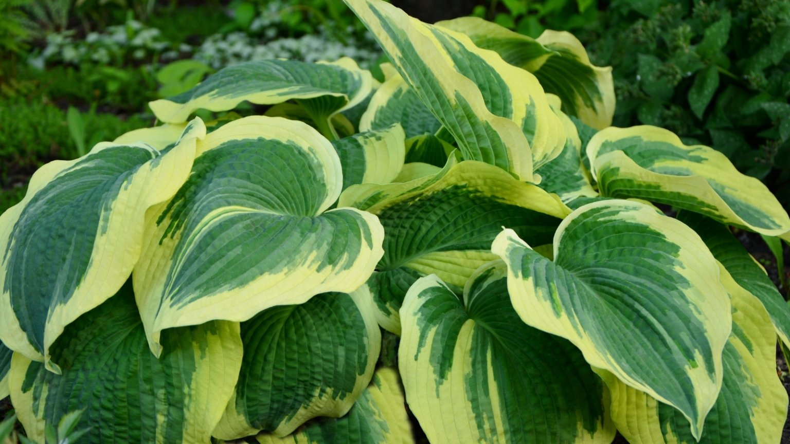 21 Giant Hostas for Your Shade Garden