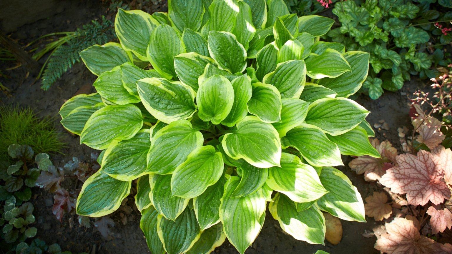 21 Giant Hostas for Your Shade Garden