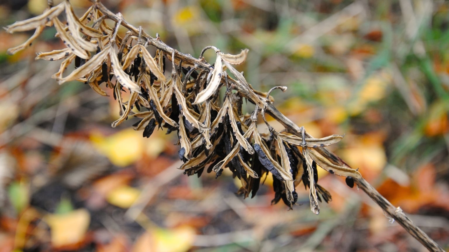 How to Plant, Grow, and Care for 'Empress Wu' hosta