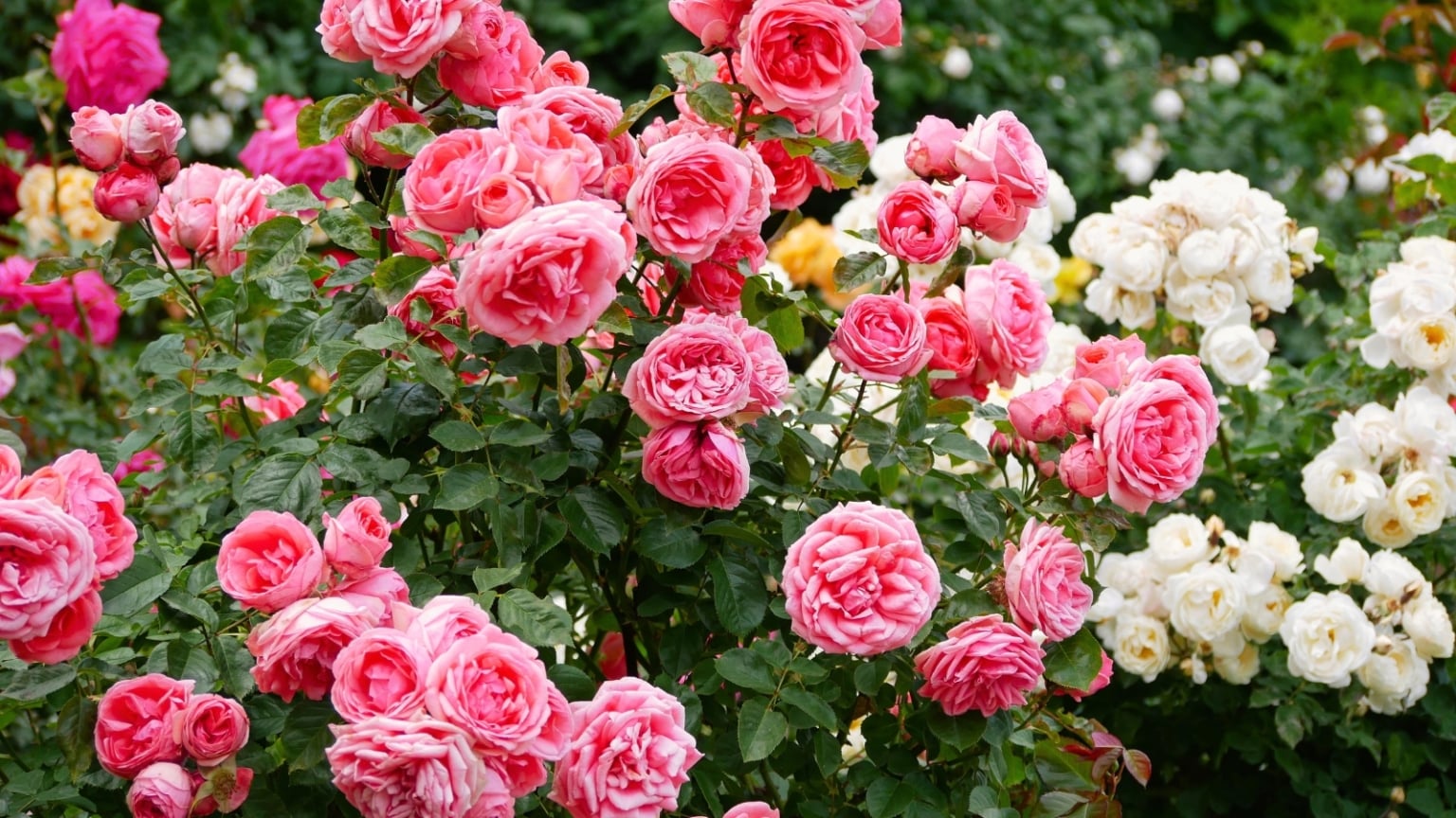 Don't Prune Your Roses too Early: How to Tell It's Time