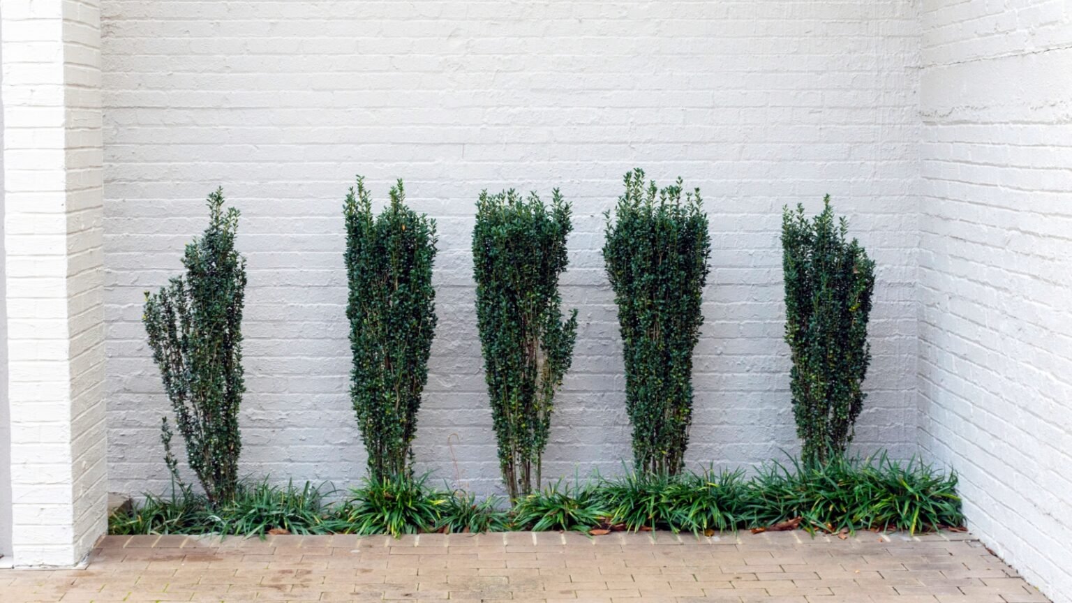 12 Narrow Columnar Trees for Small Spaces - Epic Gardening