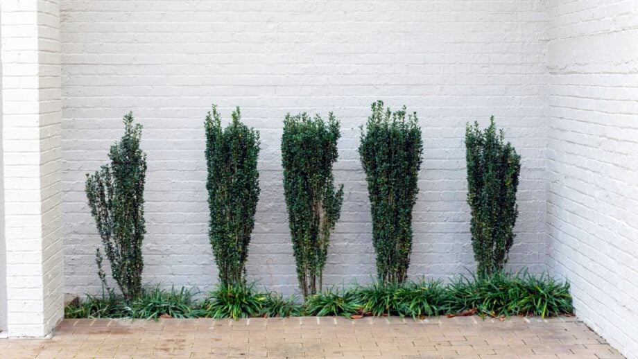 12 Narrow Columnar Trees for Small Spaces - Epic Gardening