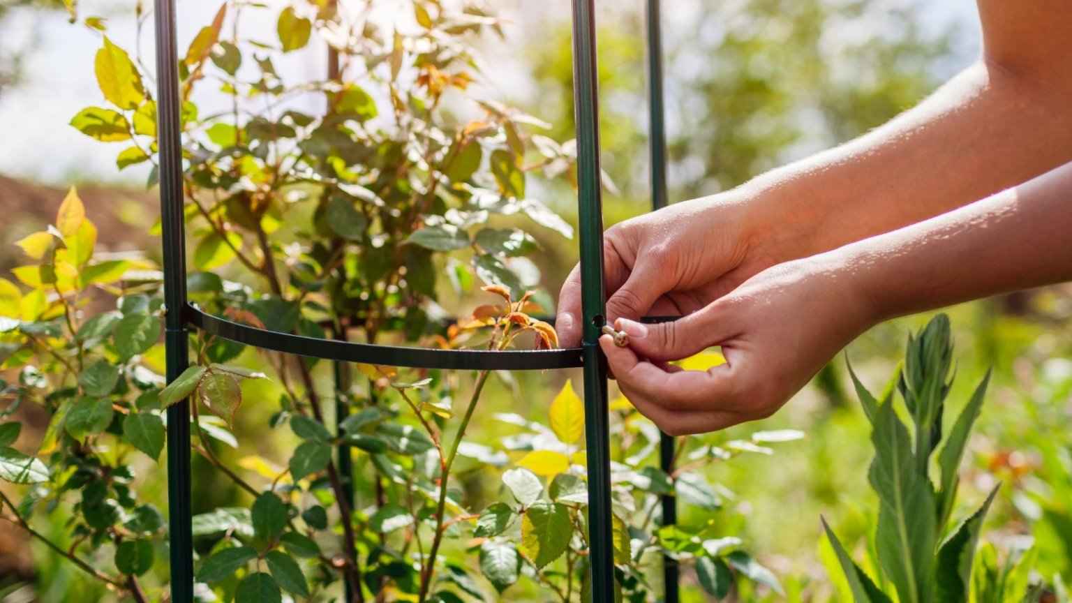 15 Gardening Tasks to Do in June