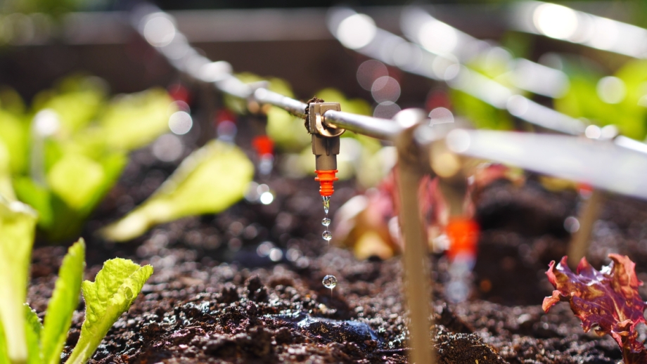 How to Grow a Kitchen Garden in Raised Beds
