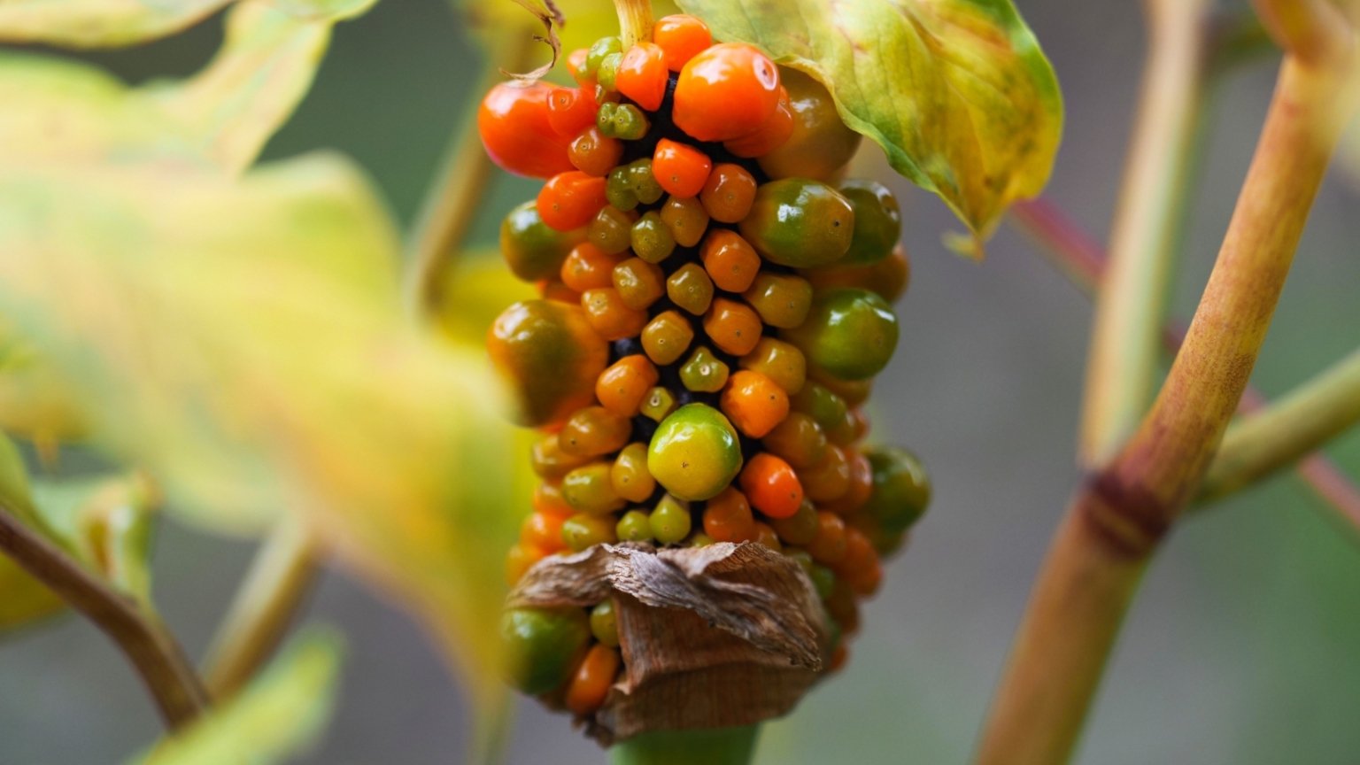 How to Plant, Grow, and Care For Jack-in-the-Pulpit