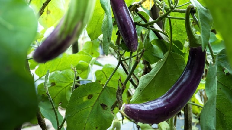 15 Beautiful Vegetables with Ornamental Appeal