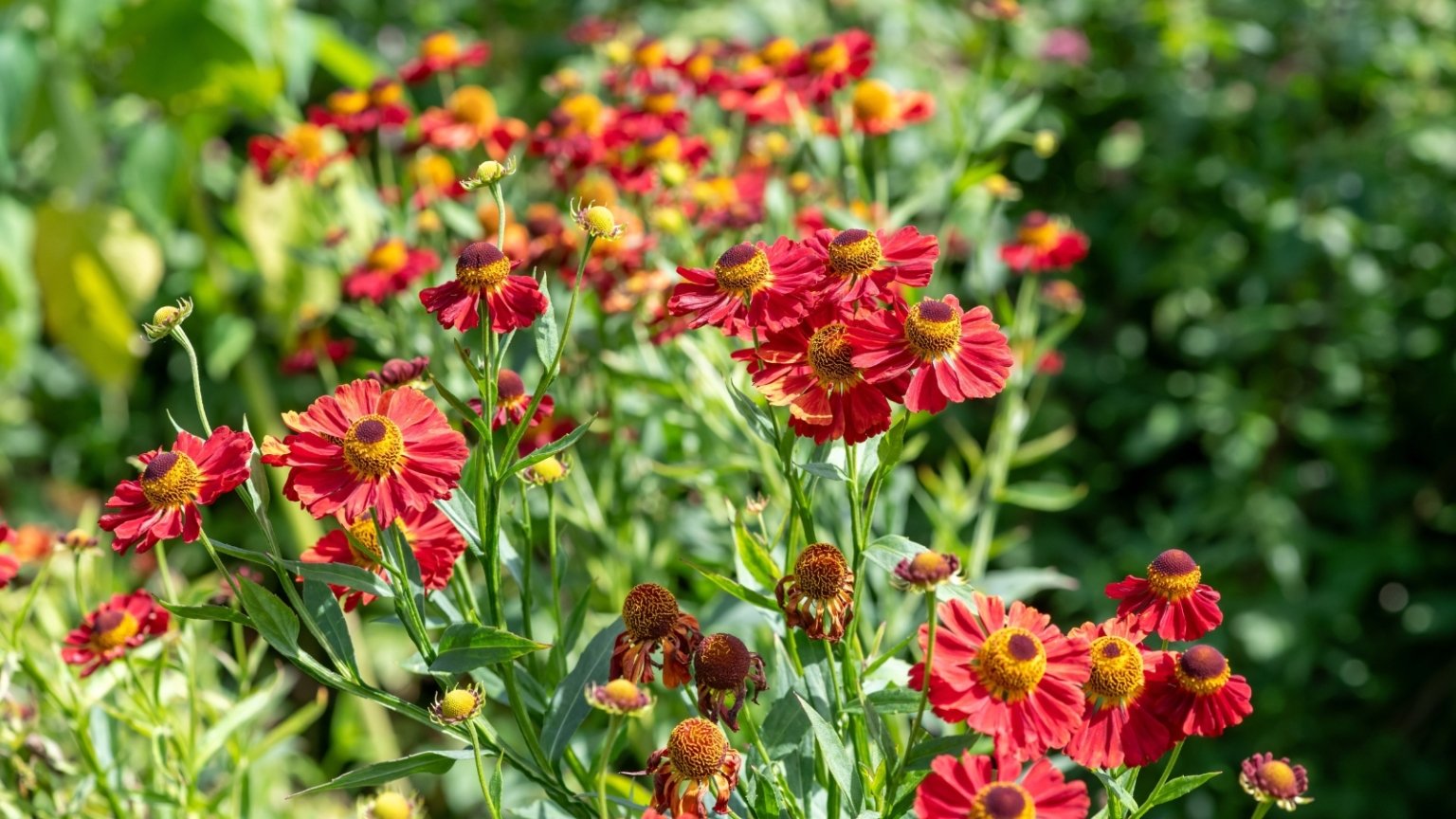 21 Flowers to Plant in June