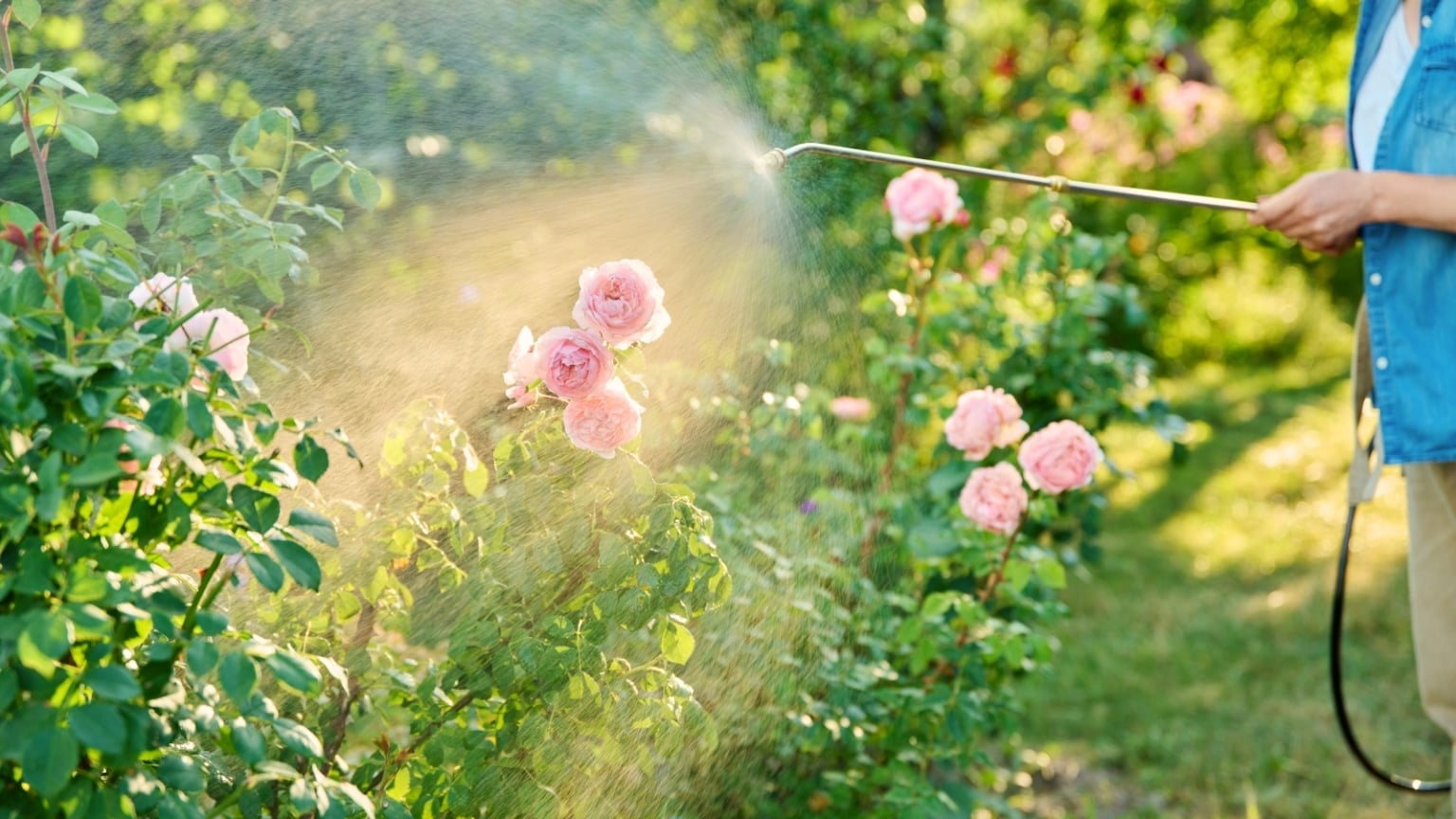 15 Gardening Tasks to Do in June
