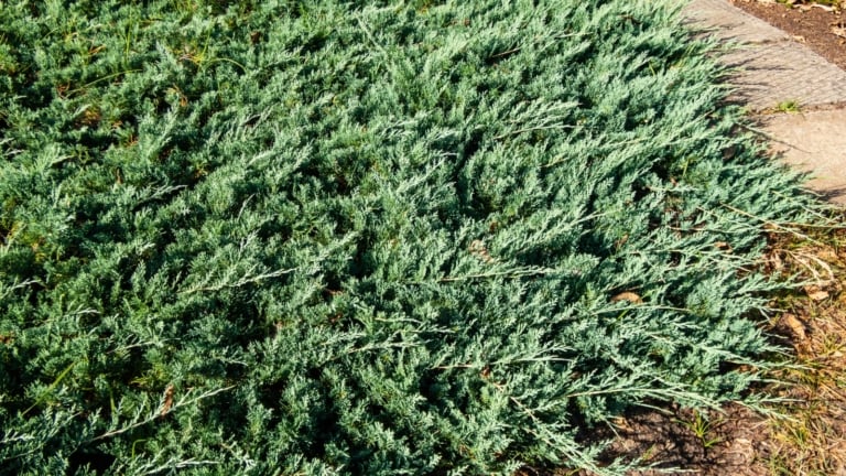 Creeping Juniper: How To Grow A Living Carpet - Epic Gardening