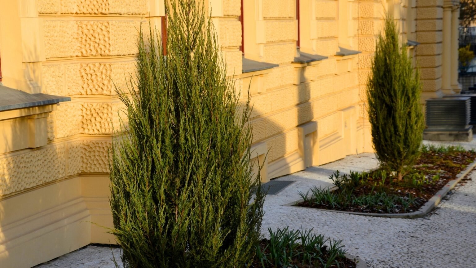12 Narrow Columnar Trees for Small Spaces - Epic Gardening