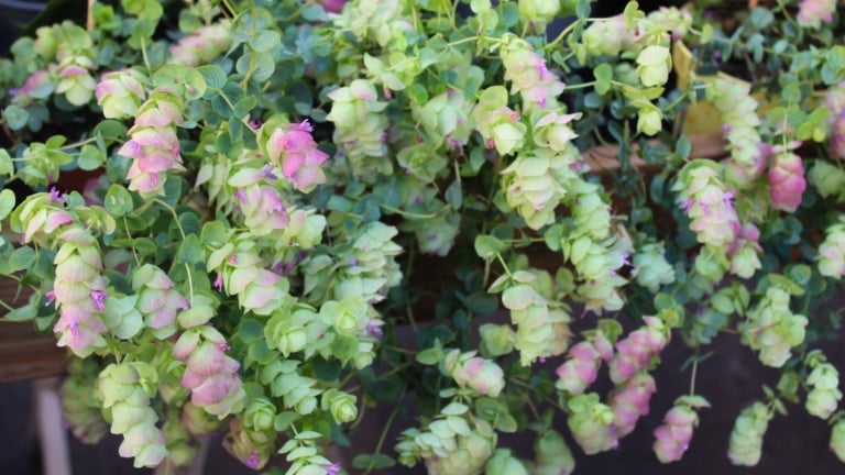 How to Plant, Grow, and Care for ‘Kent Beauty’ Ornamental Oregano